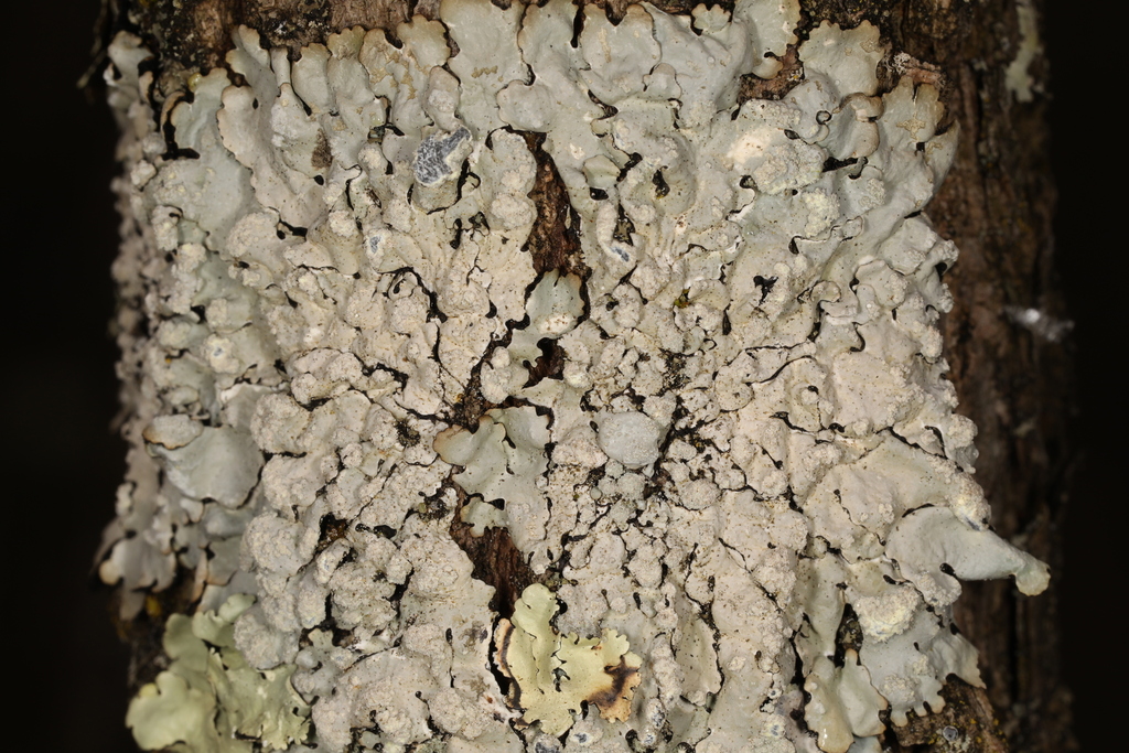 Powdery Axil-bristle Lichen from Burgettstown, PA 15021, USA on March ...