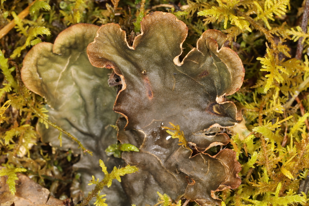 field dog lichen from Burgettstown, PA 15021, USA on March 26, 2022 at ...