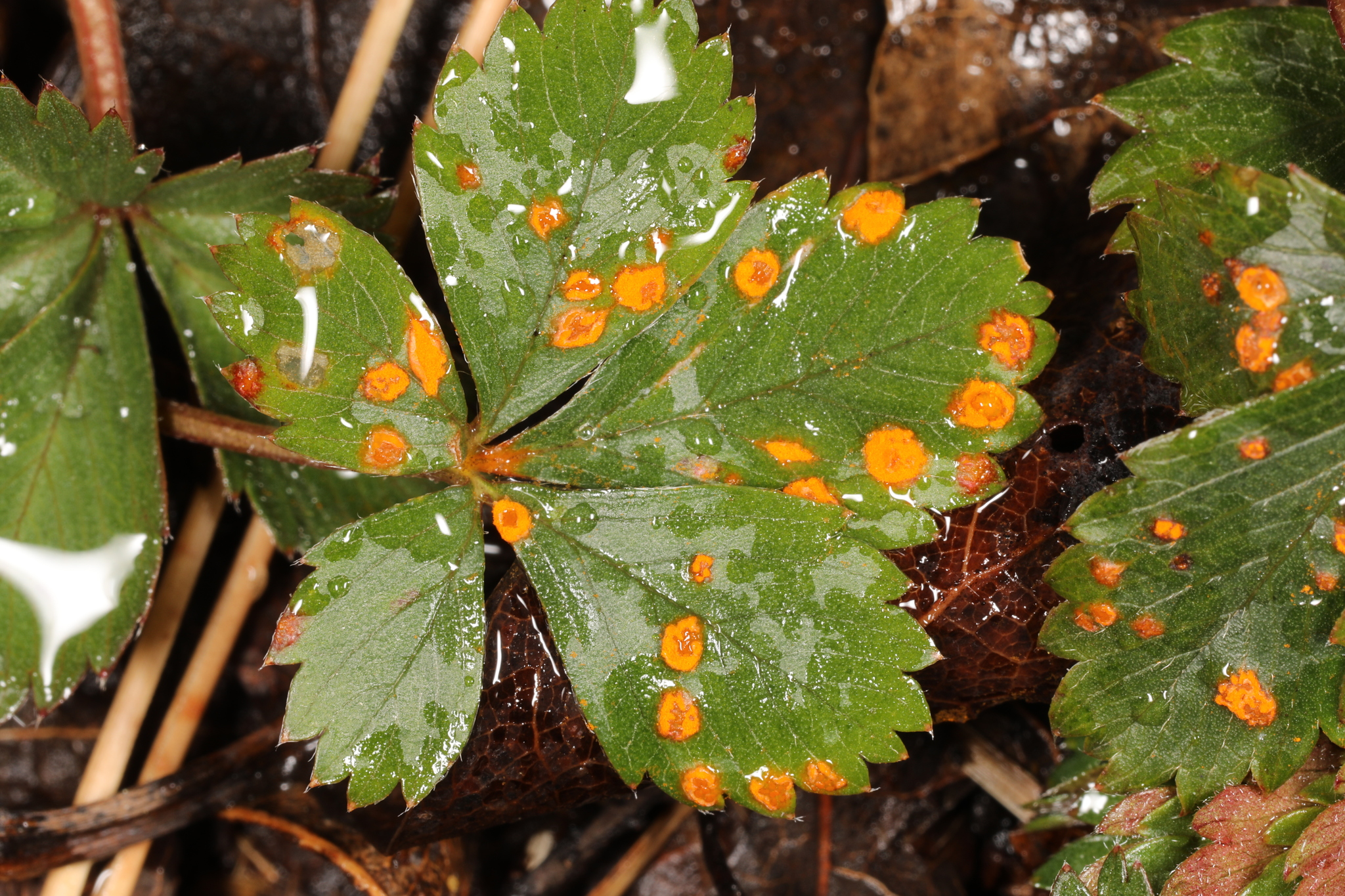 Phragmidium potentillae (Pers.) P.Karst.