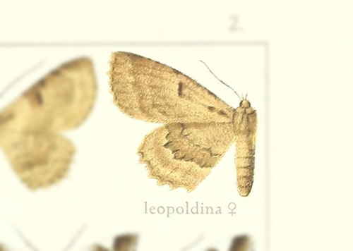 Ergavia leopoldina · iNaturalist