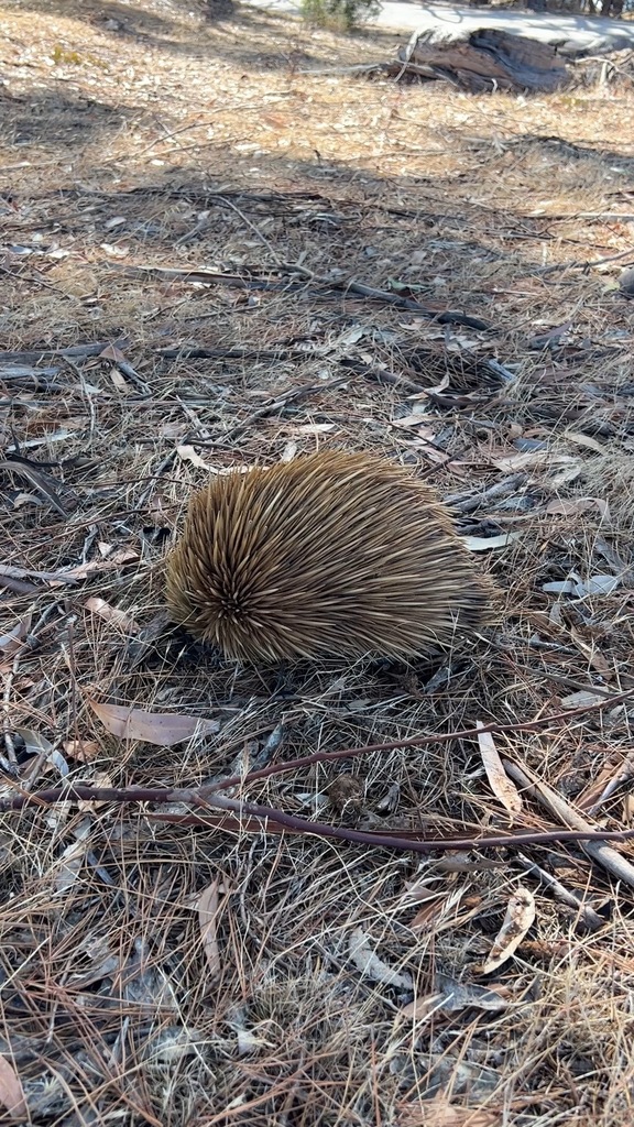 Kangaroo Island Echidna from Stokes Bay SA 5223, Australia on March 14 ...