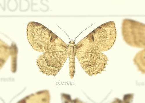 Ergavia piercei · iNaturalist