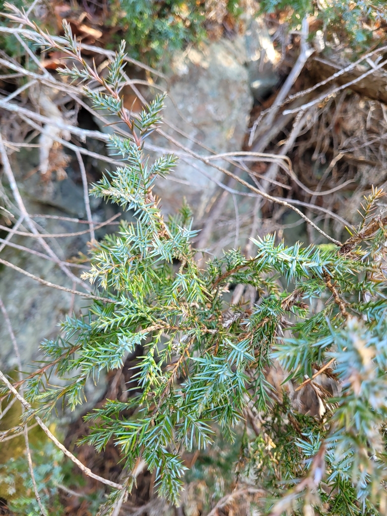 Seaside Juniper from Anacortes, WA 98221, USA on March 15, 2023 at 01: ...