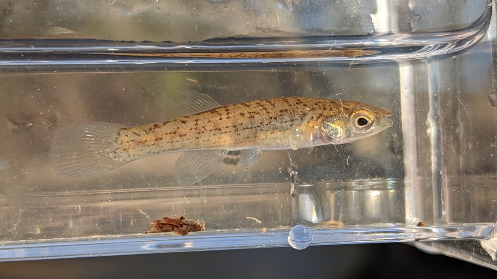 Northern Studfish from Hohenwald, TN 38462, USA on March 15, 2023 at 05 ...