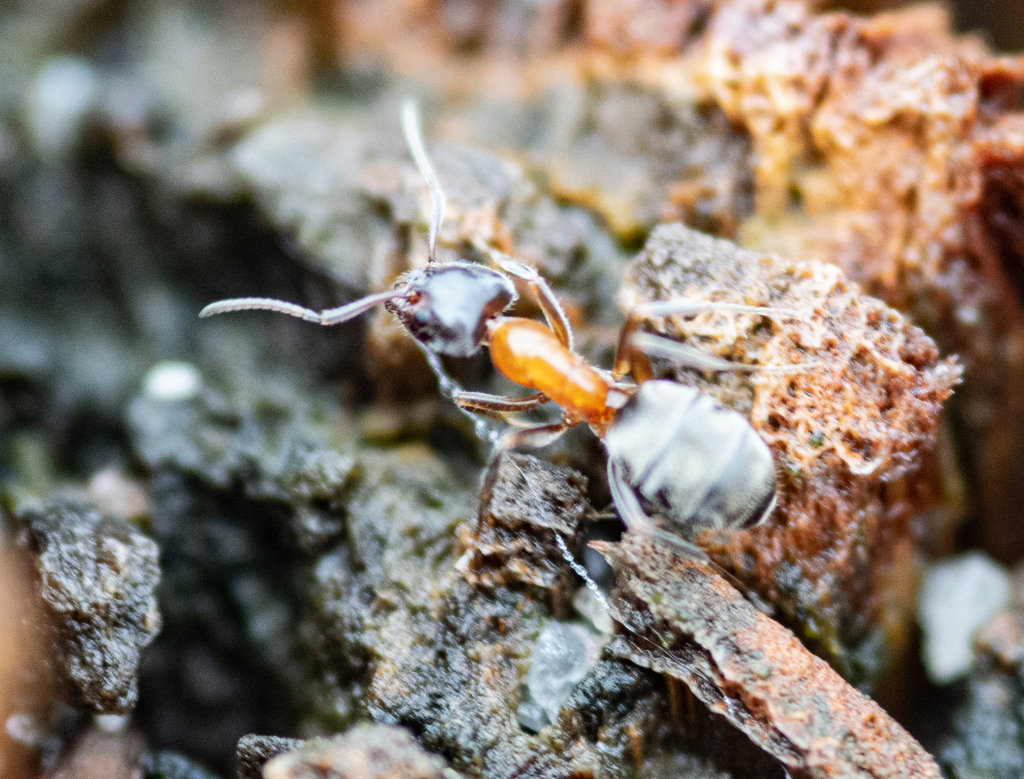 Western Velvety Tree Ant from Topanga, CA, USA on March 15, 2023 at 10: ...