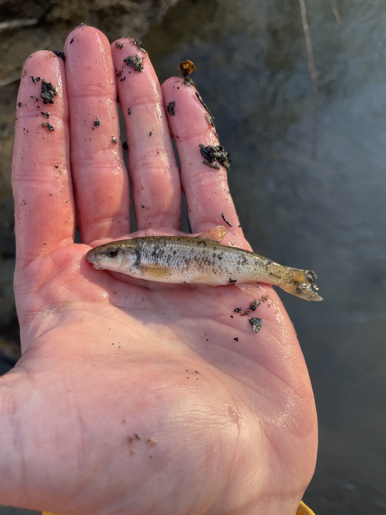 Central Stoneroller from George Washington & Jefferson National Forests ...
