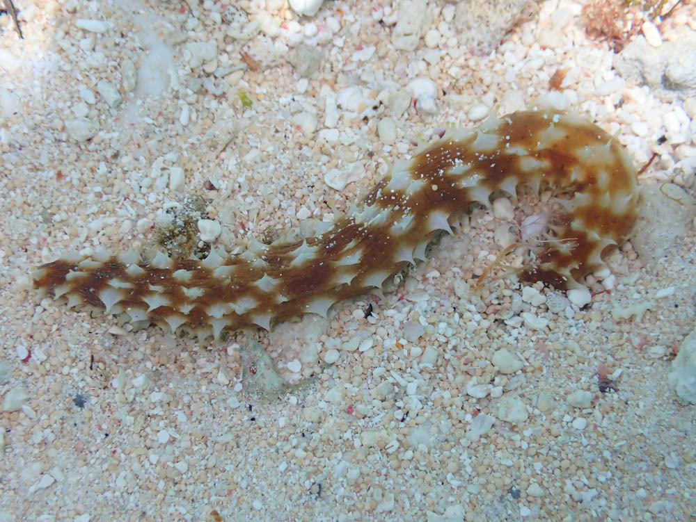 Holothuria hilla Lesson, 1830