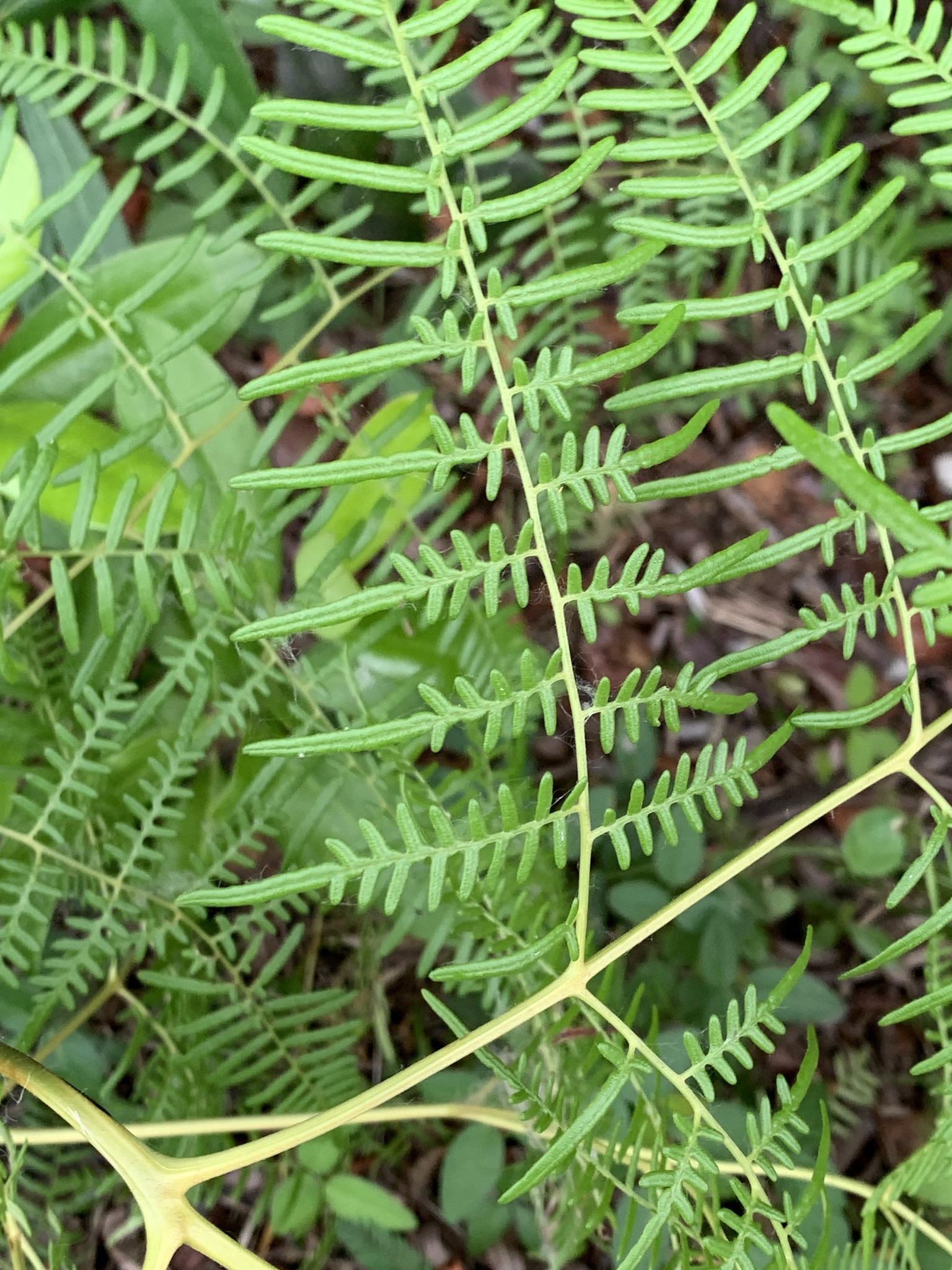 Pteridium caudatum (L.) Maxon