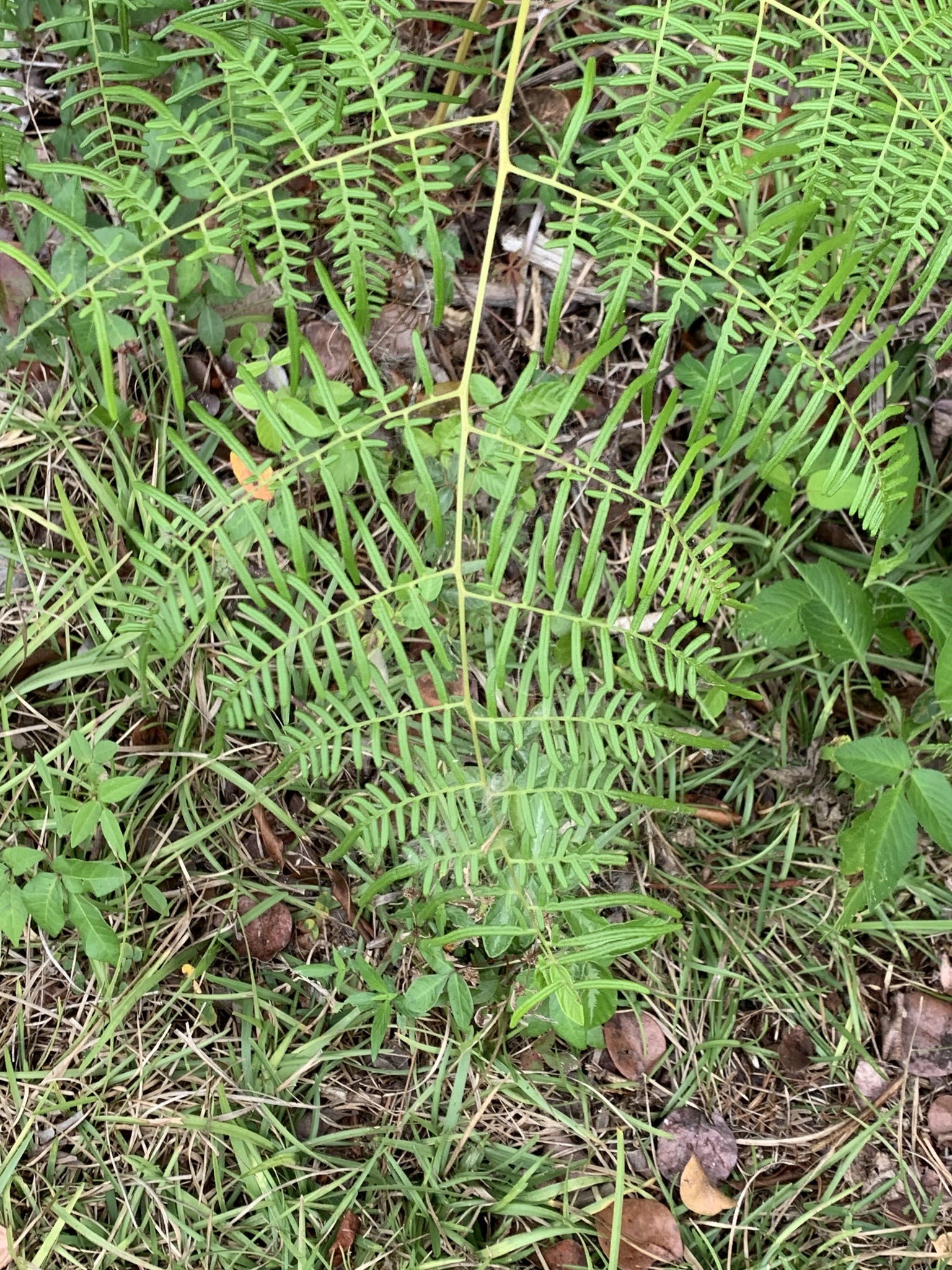Pteridium caudatum (L.) Maxon