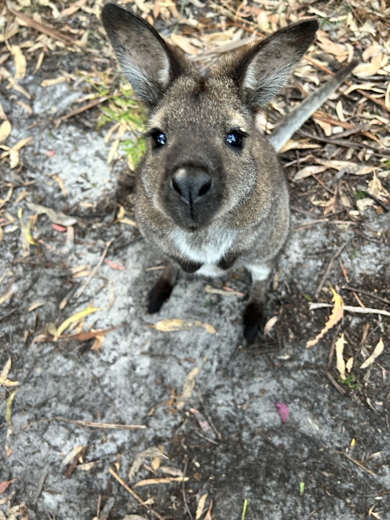 Bennett's Wallaby from Tasman National Park, Fortescue, TAS, AU on ...