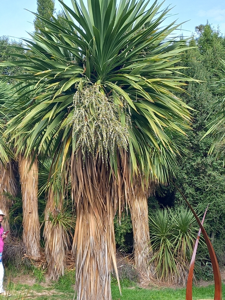 New Zealand cabbage tree from Tai Tapu, New Zealand on March 16, 2023 ...