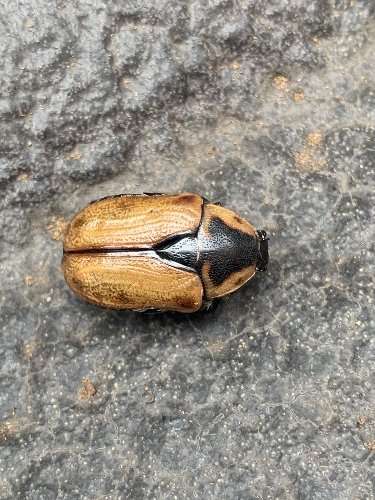 Cowboy Beetle from Bray Grove, Menai, NSW, AU on January 19, 2023 at 05 ...