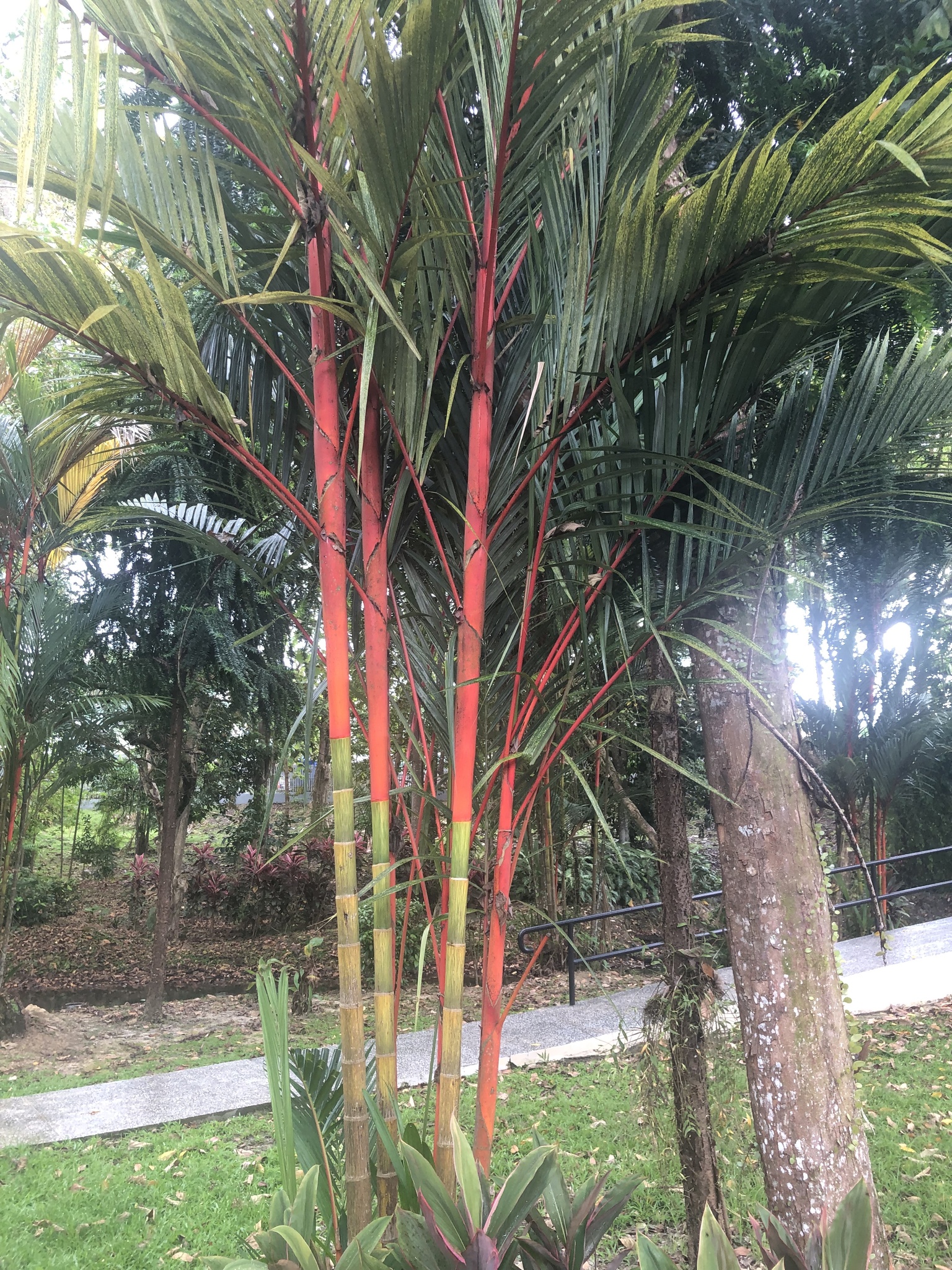 Cyrtostachys renda Blume