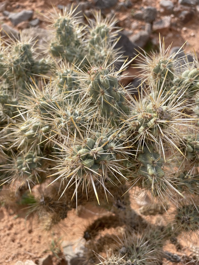 Silver Cholla from Valley of Fire State Park, Overton, NV, US on March ...
