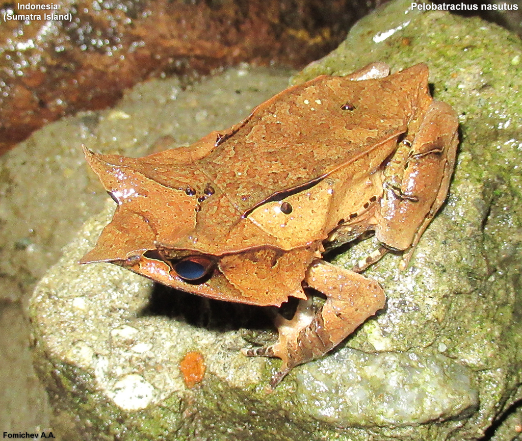 Long-nosed Horned Frog from Indonesia, Sumatra Island, Ketambe Village ...