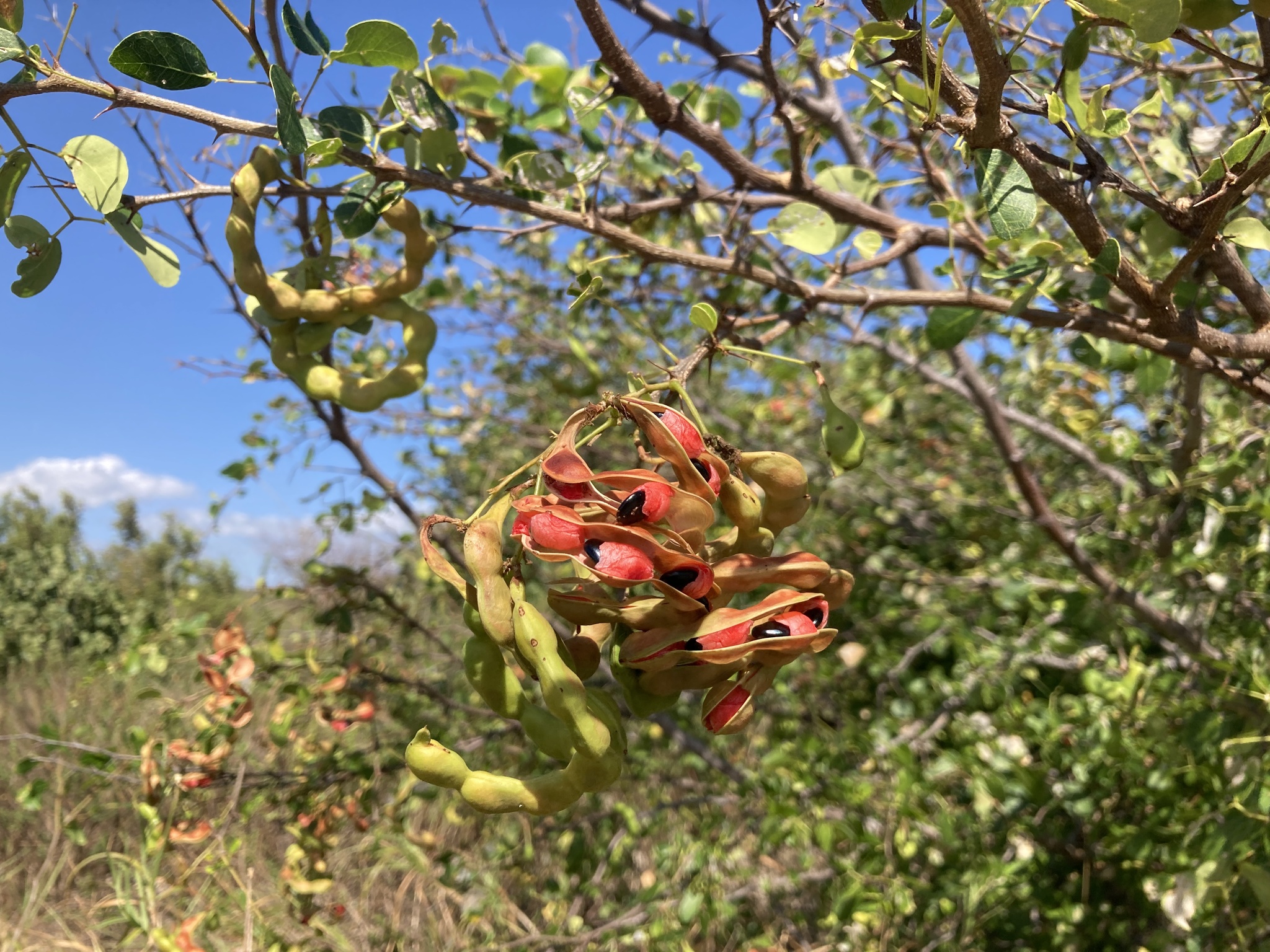 Pithecellobium unguis-cati (L.) Benth.