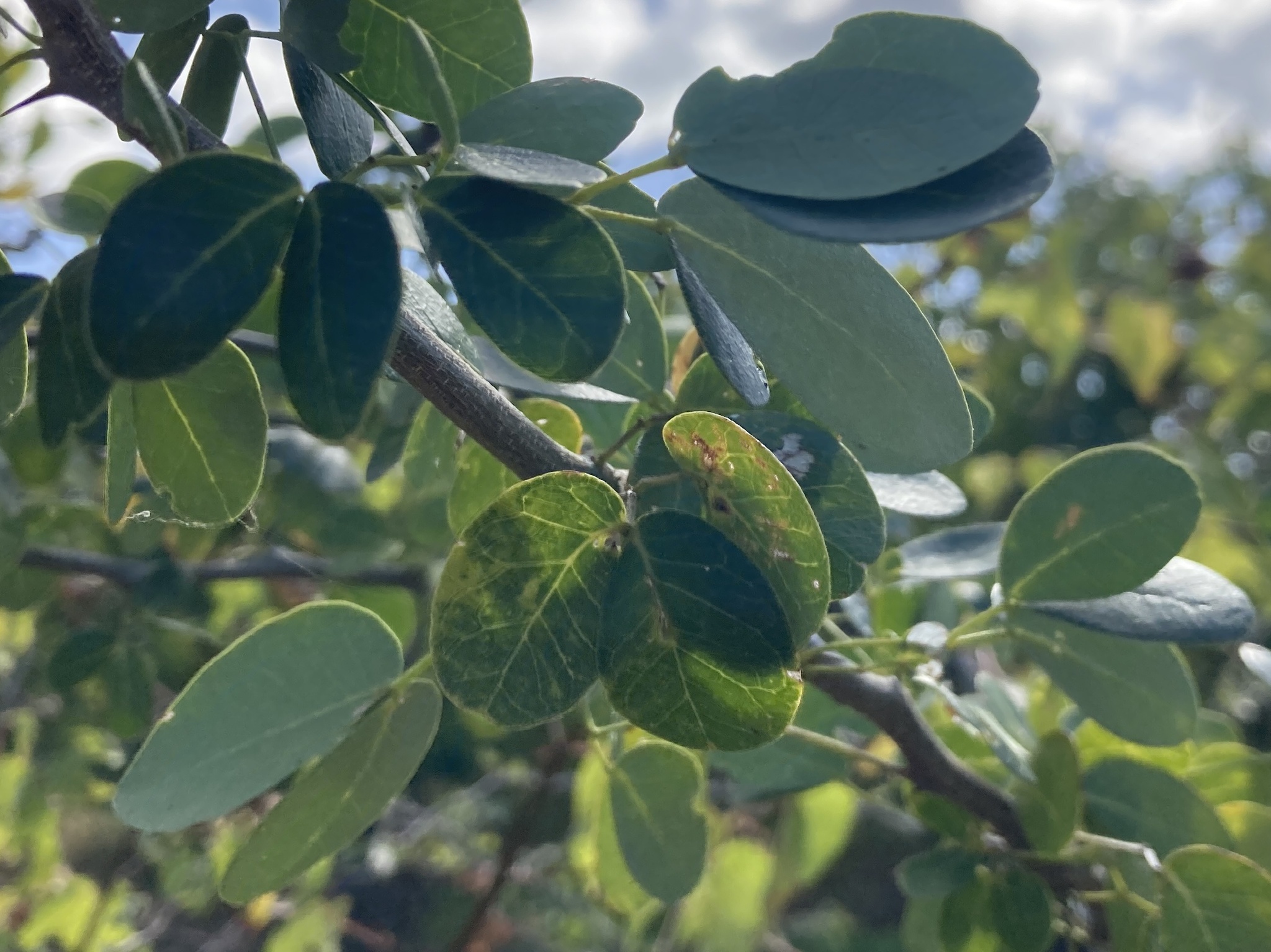 Pithecellobium unguis-cati (L.) Benth.