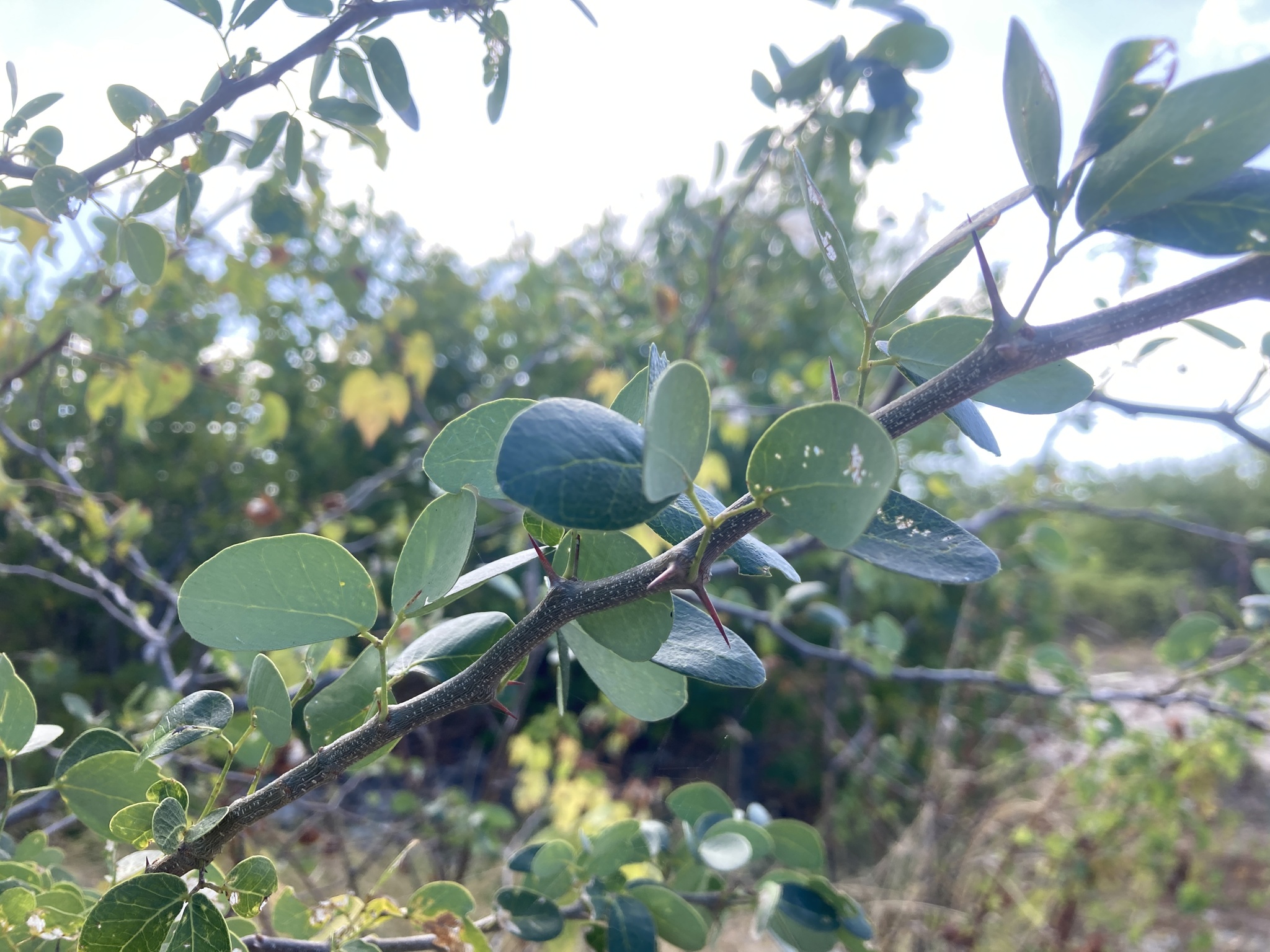 Pithecellobium unguis-cati (L.) Benth.