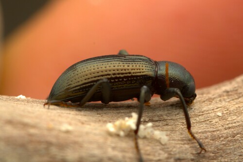 Strongylium paddai · iNaturalist