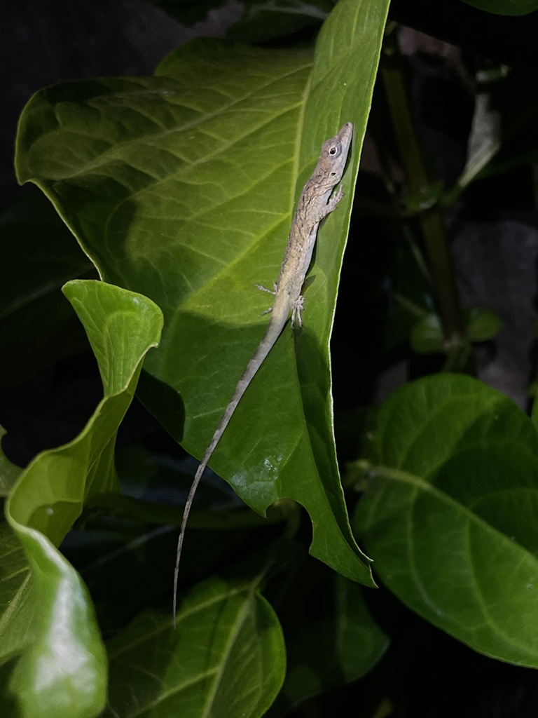 Bronze Anole from Trinidad, Port of Spain, Trinidad and Tobago, TT on ...