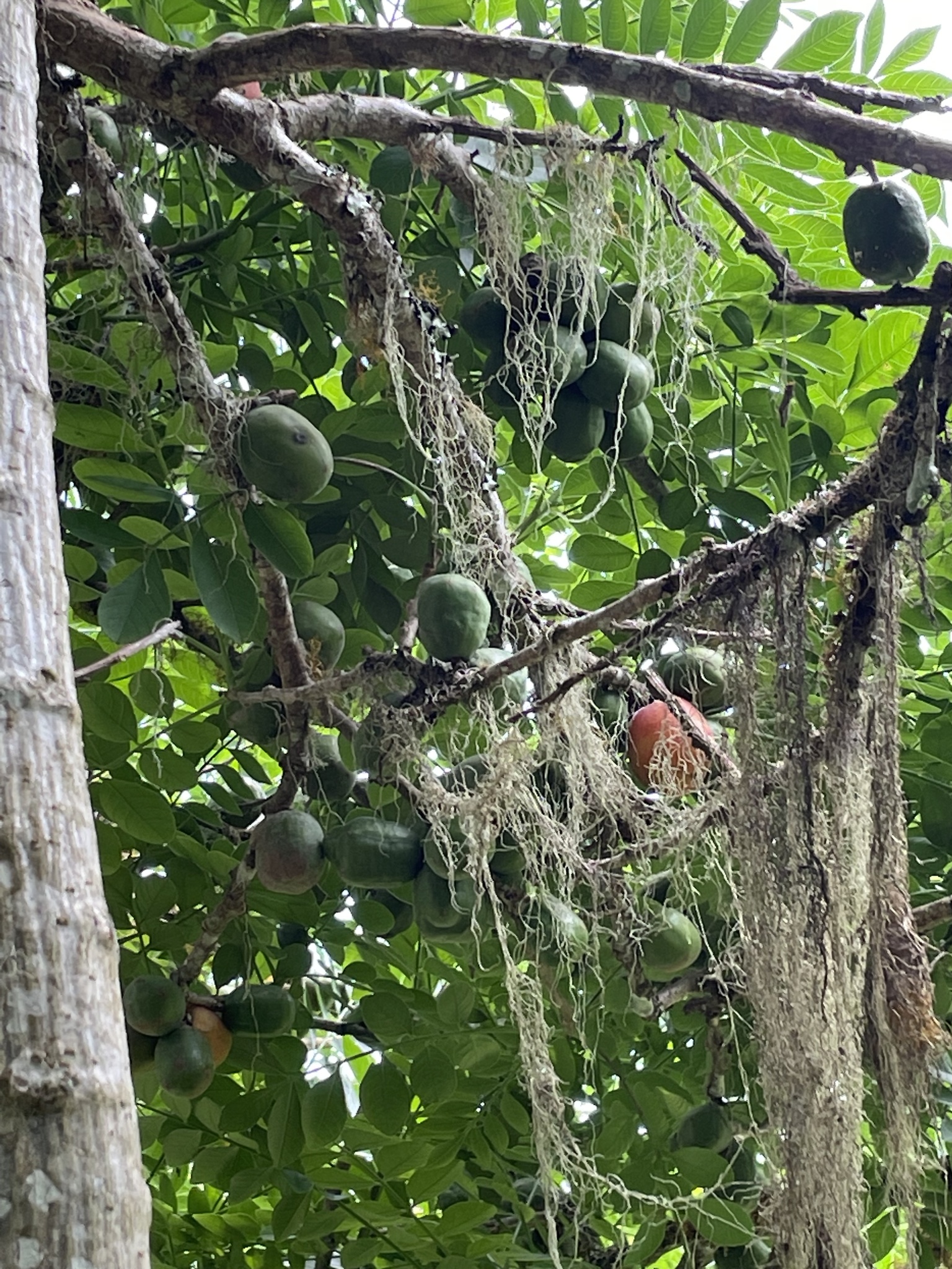 Spondias purpurea L.