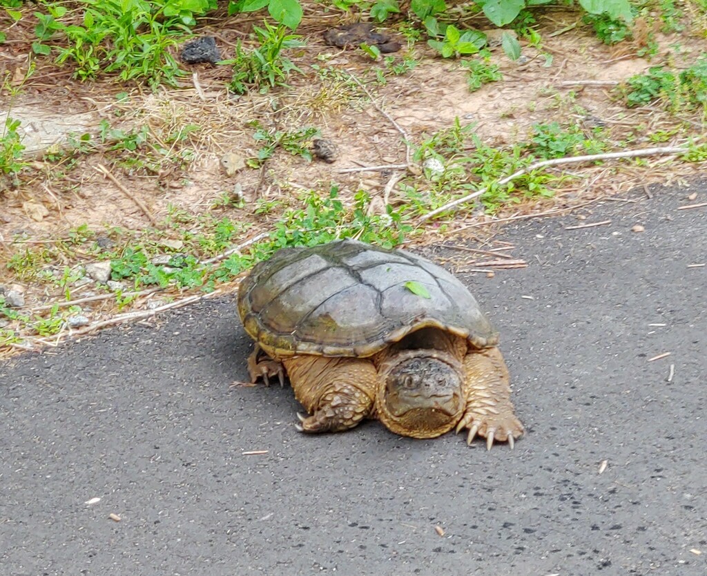Common Snapping Turtle from Mountain Park, GA, USA on May 15, 2022 at ...