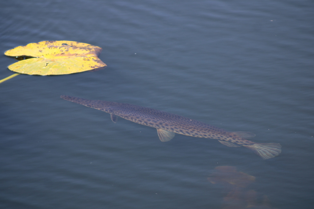 Florida Gar from Everglades National Park, Homestead, FL, US on January ...