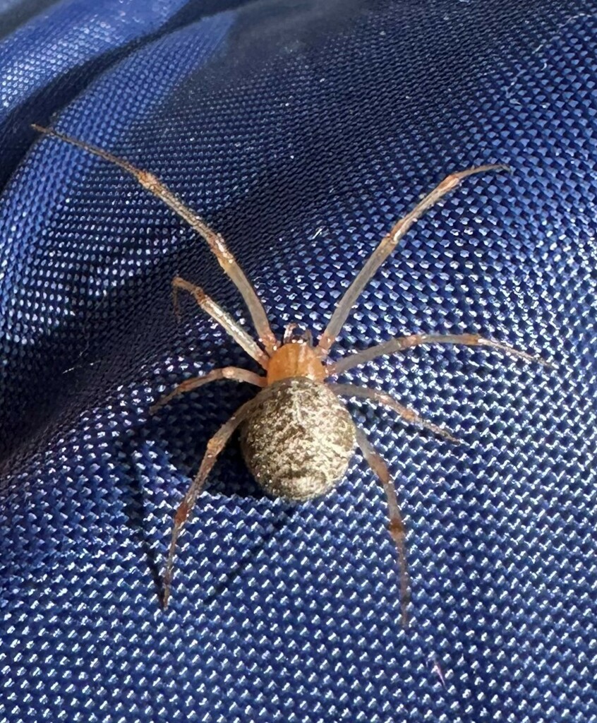 Common House Spider from Underwood Dr., Lauderdale Co., AL, USA on ...