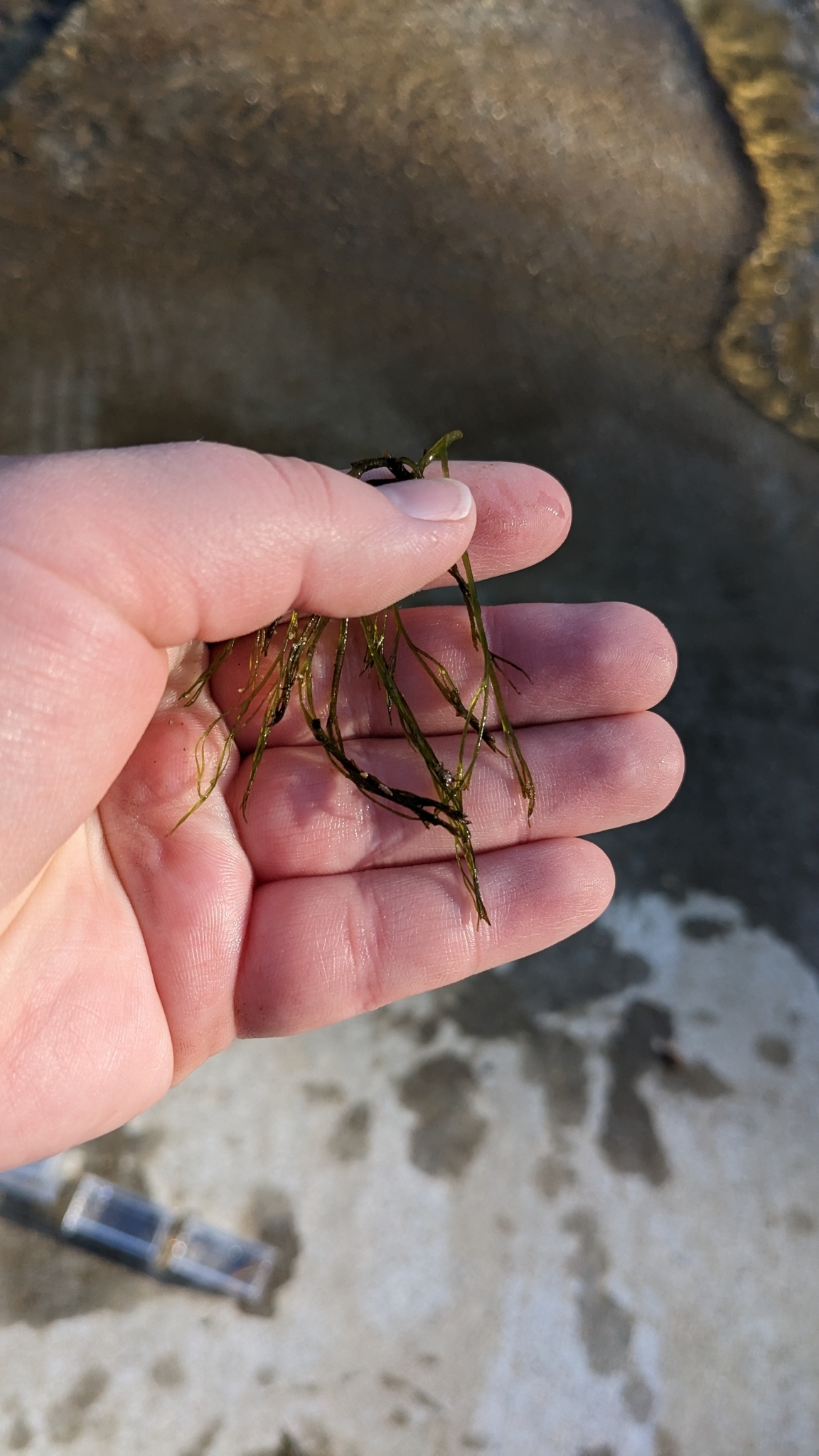 Podostemum ceratophyllum Michx.