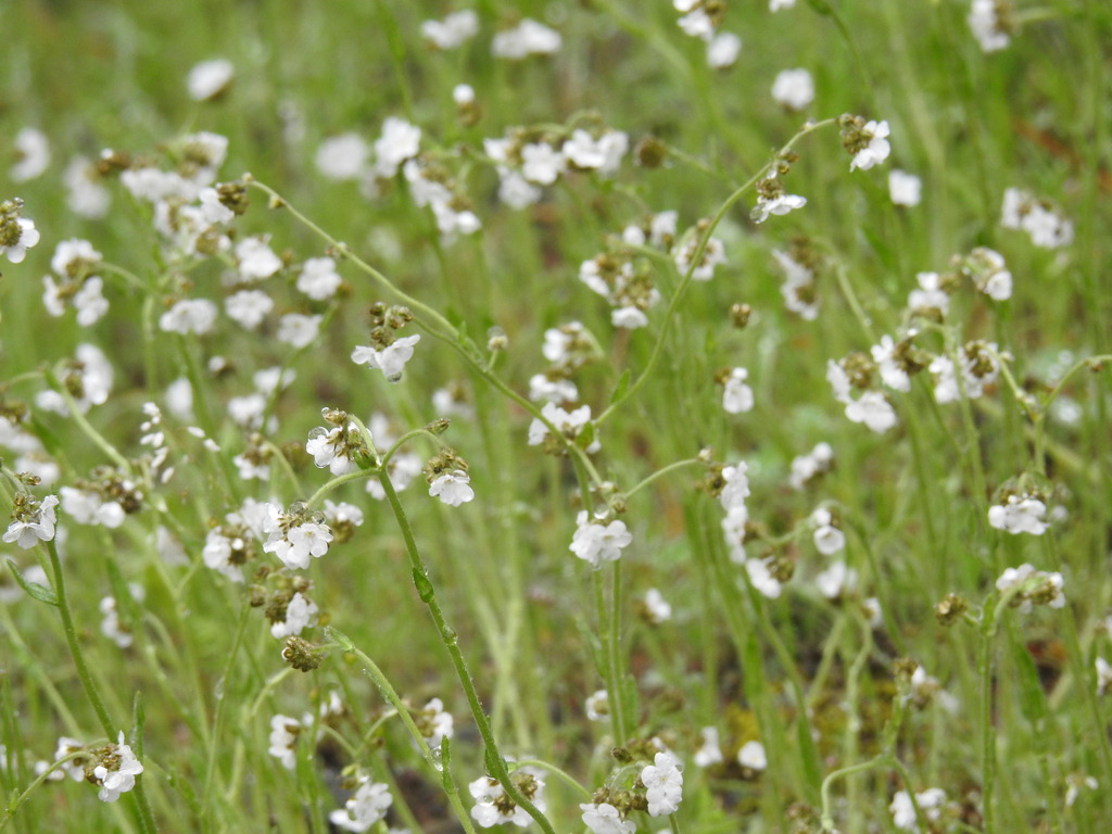 Rusty Popcornflower from Moccasin, CA, USA on March 15, 2023 at 09:01 ...