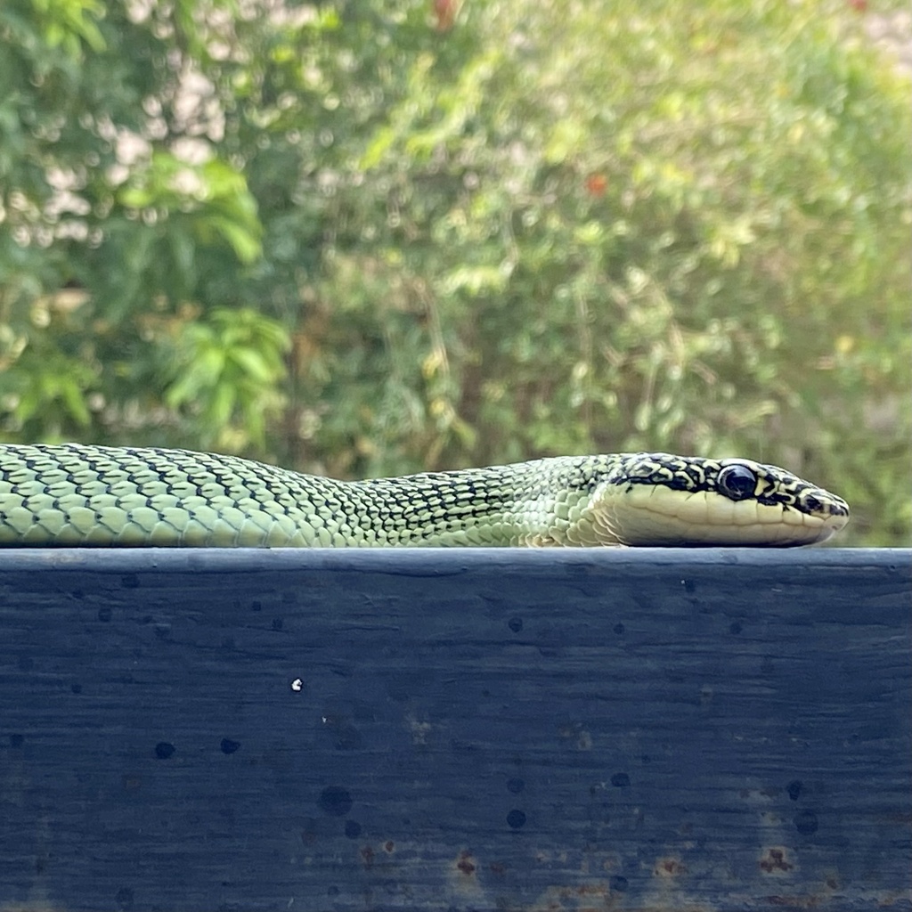 Golden Tree Snake from Soi Muban V Property, Mueang Khon Kaen, Khon ...
