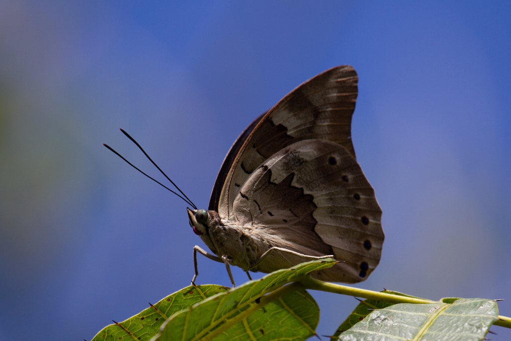 Two-spotted Prepona from Maricao Afuera, Maricao, Puerto Rico on March ...