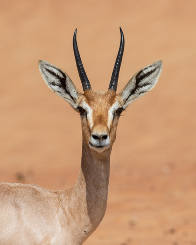 Gacelas (género Gazella) · iNaturalist Chile