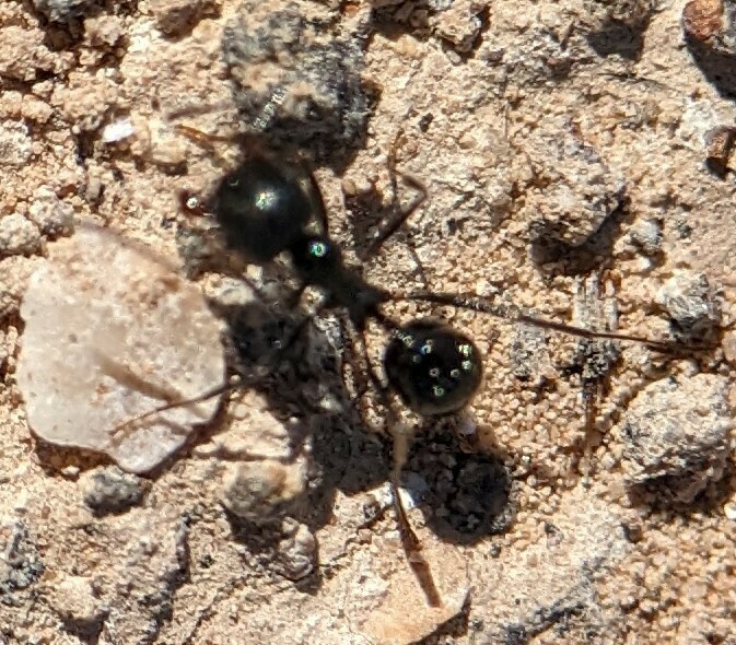 Black Harvester Ant from Clark County, NV, USA on March 13, 2023 at 11: ...