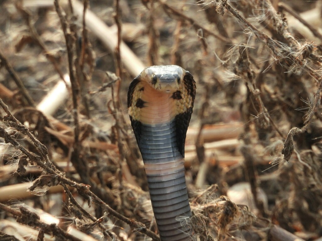 Monocellate Cobra from Lat Krabang, Bangkok 10520, Thailand on March 21 ...