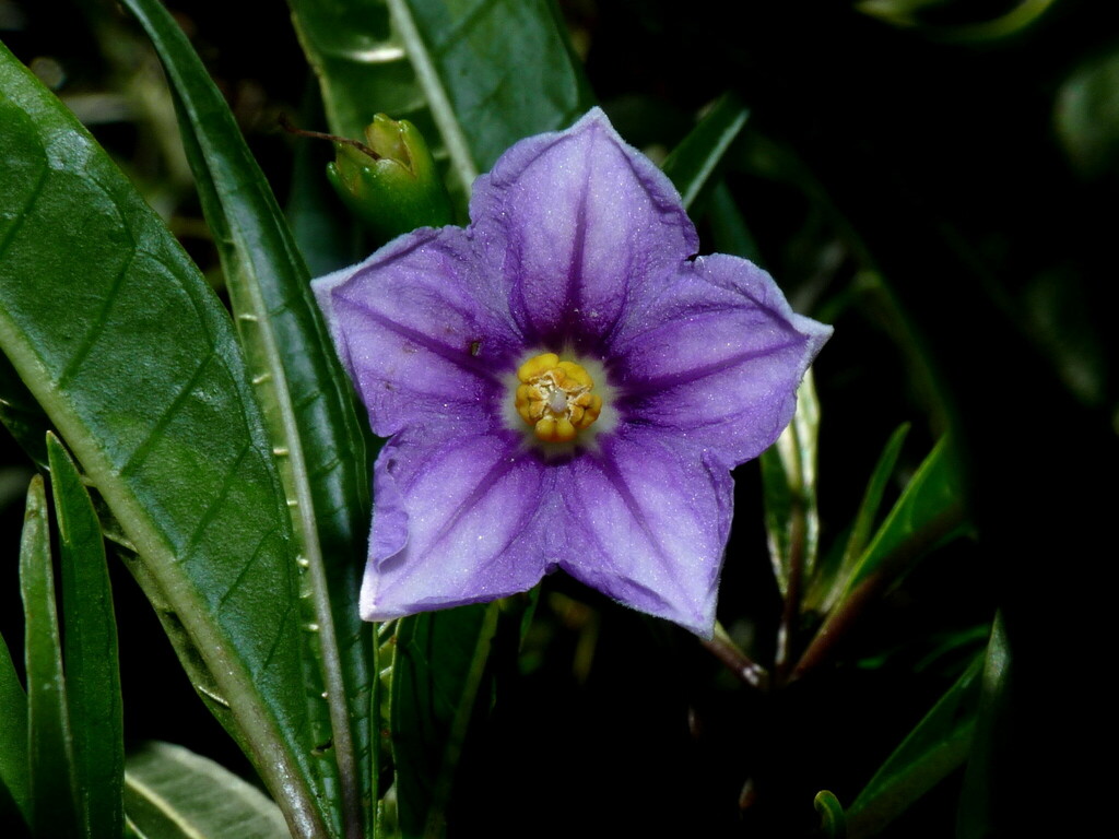New Zealand nightshade from Delaware Bay 7071, New Zealand on March 15 ...
