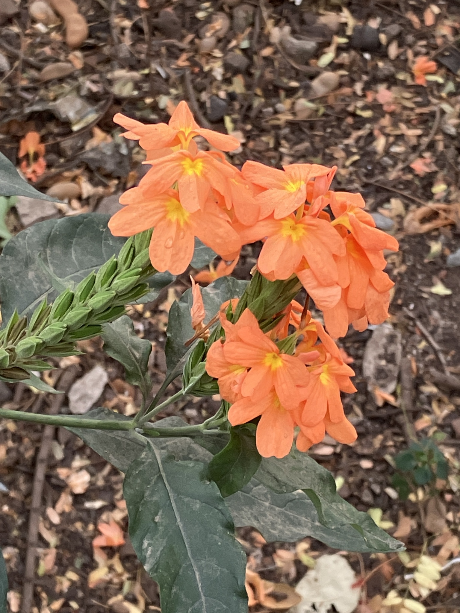 Crossandra infundibuliformis (L.) Nees