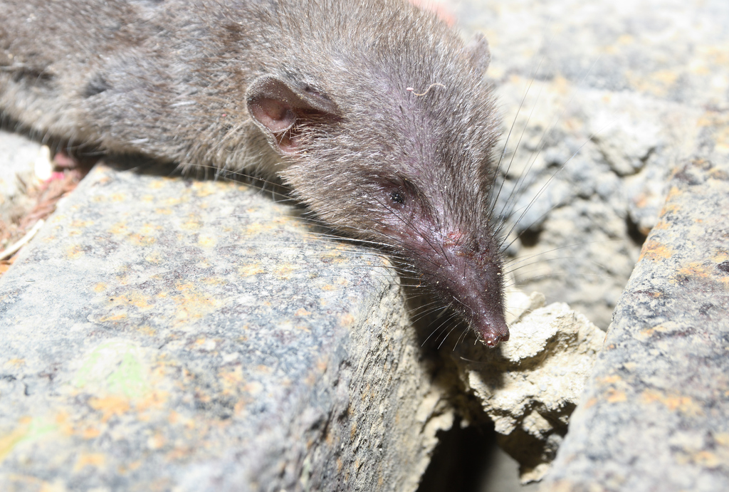 Asian House Shrew (Suncus murinus) - Know Your Mammals