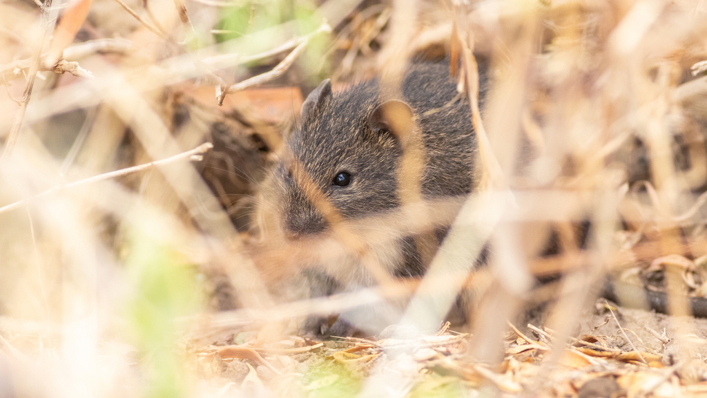 Australian Swamp Rat from Victor Harbor - Goolwa SA, Australia on ...