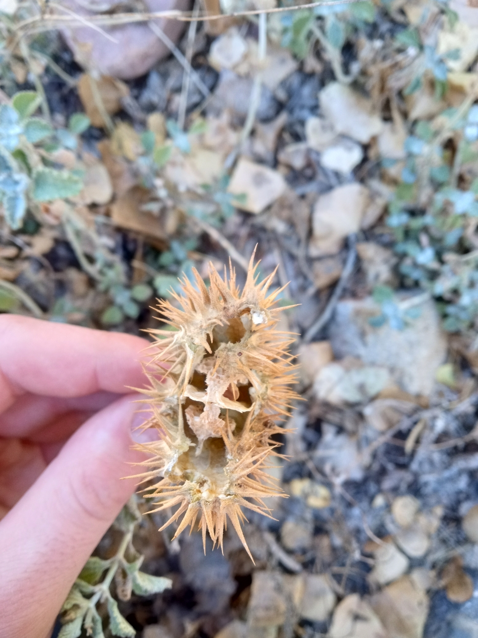 Solanum rostratum Dunal