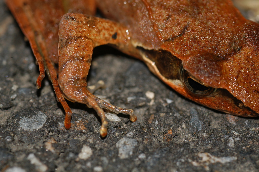 Sauter's Brown Frog from 台灣新北市 on December 21, 2007 at 07:37 PM by ...