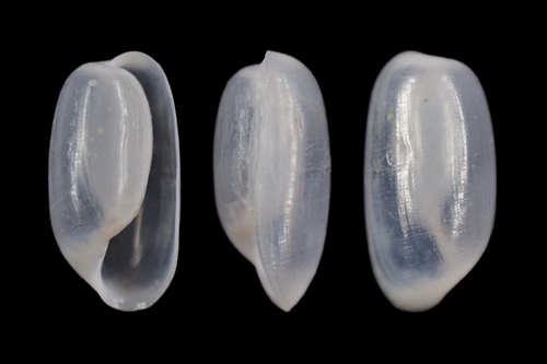 Cylichnatys angusta · NaturaLista Colombia