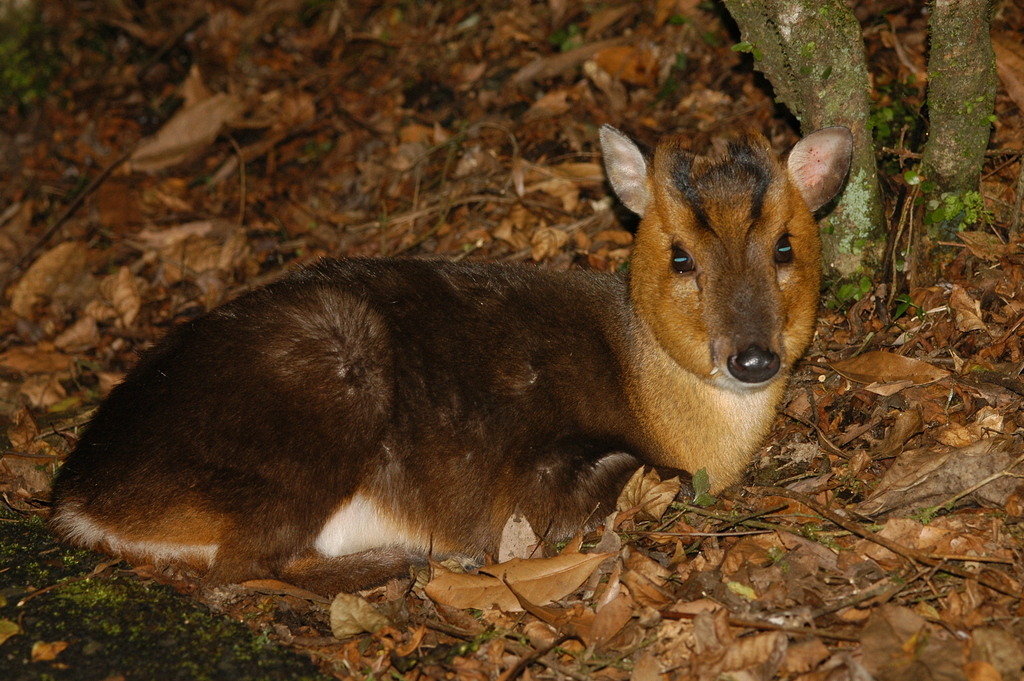 Taiwan Muntjac from 台灣新北市 on January 20, 2008 at 07:16 PM by Tunyu Chen ...