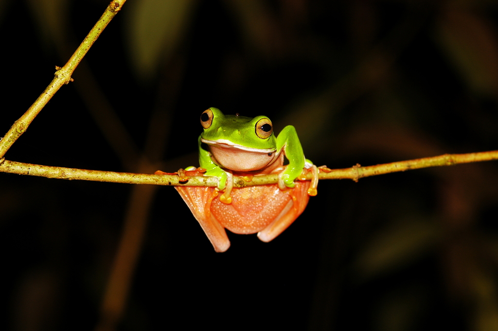 Orange-belly Tree Frog in May 2008 by Tunyu Chen · iNaturalist