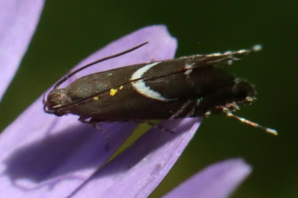 Sedge Moths from Warrimoo NSW 2774, Australia on February 16, 2023 at ...