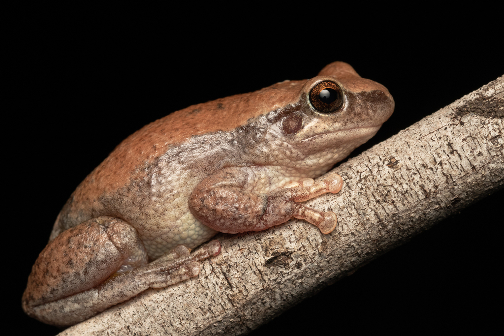 Desert Tree Frog in March 2023 by James Bennett · iNaturalist