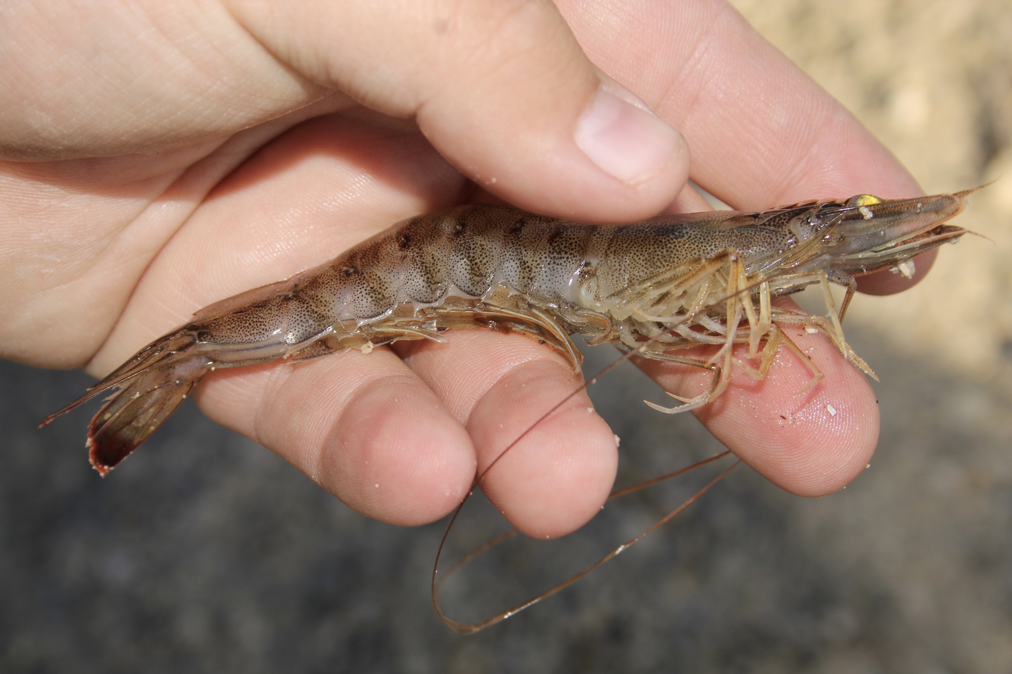 Penaeus setiferus (Linnaeus, 1767)