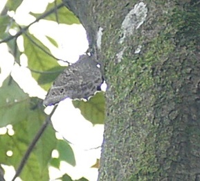 Neope muirheadii (Felder, 1862)