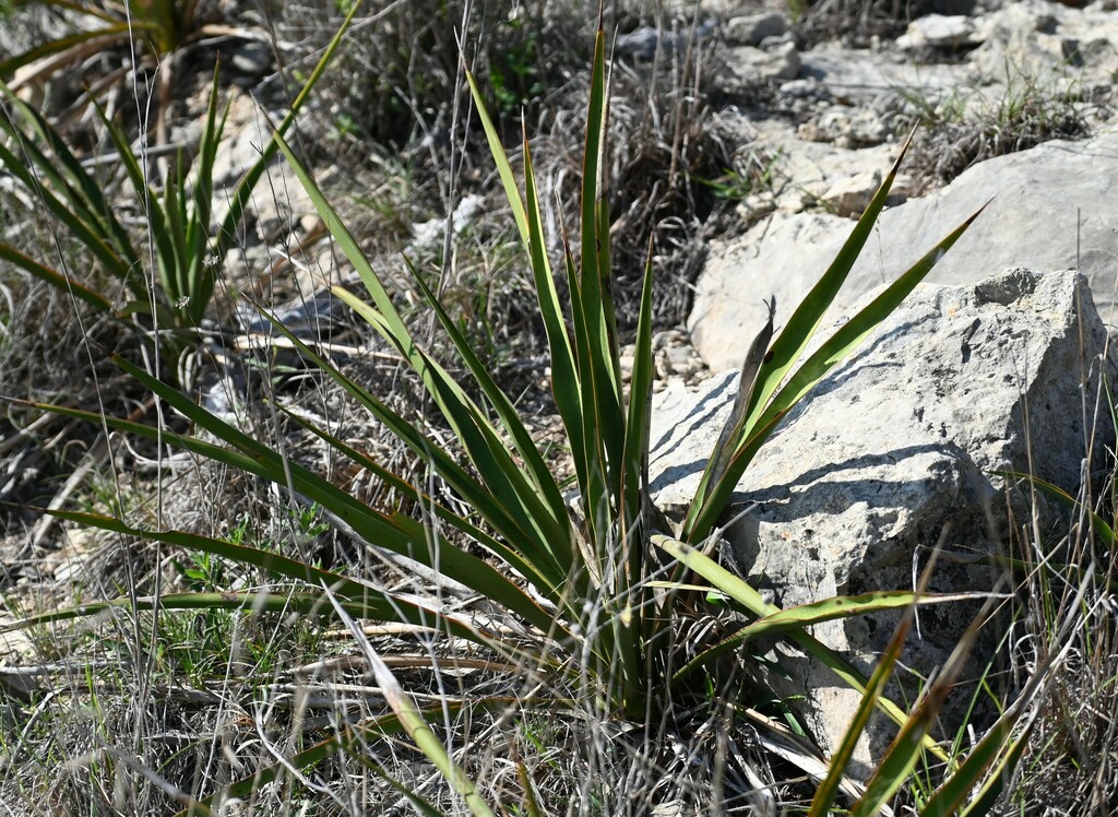 Twisted-Leaf Yucca from Blanco County, TX, USA on March 15, 2023 at 10: ...