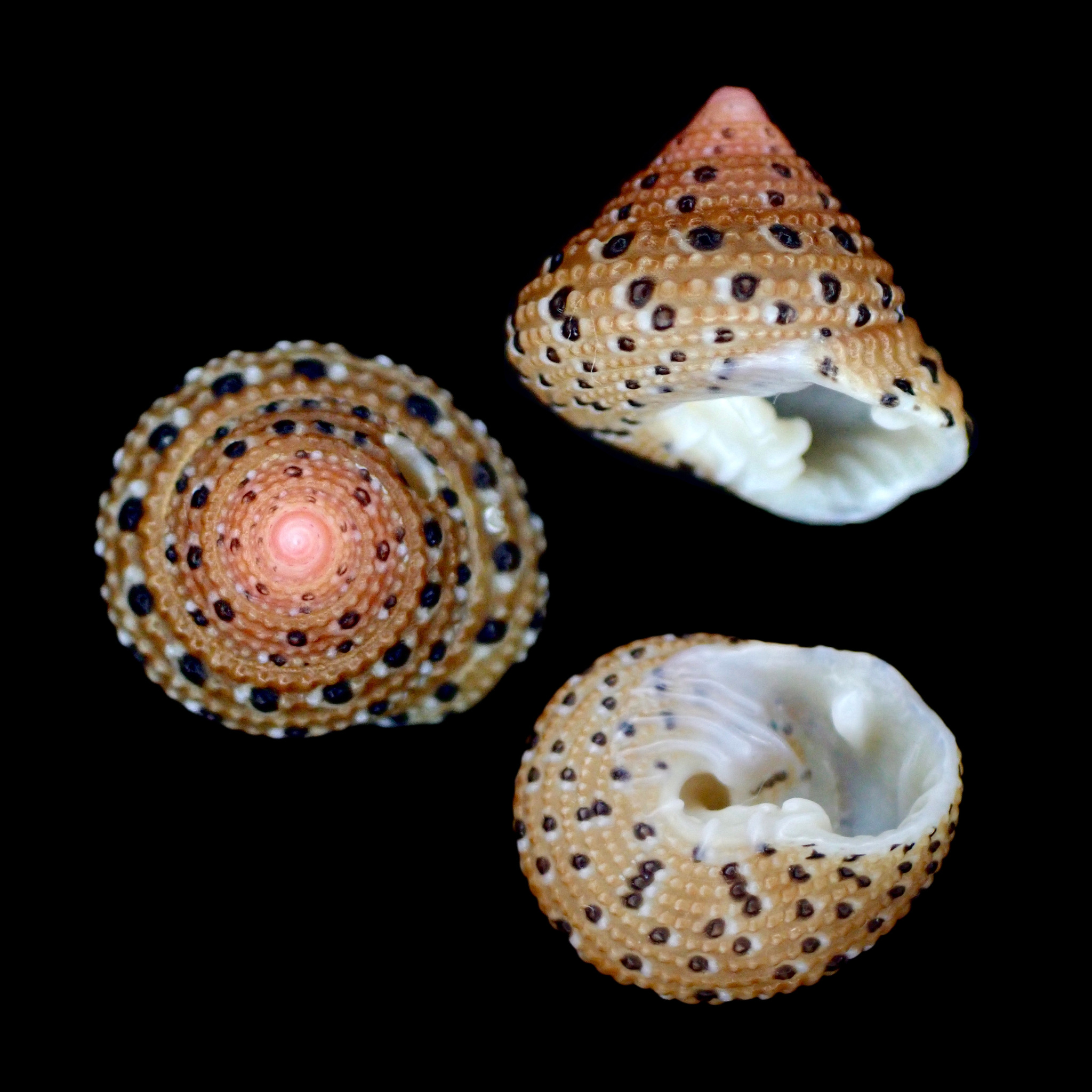 Clanculus margaritarius (Philippi, 1846)